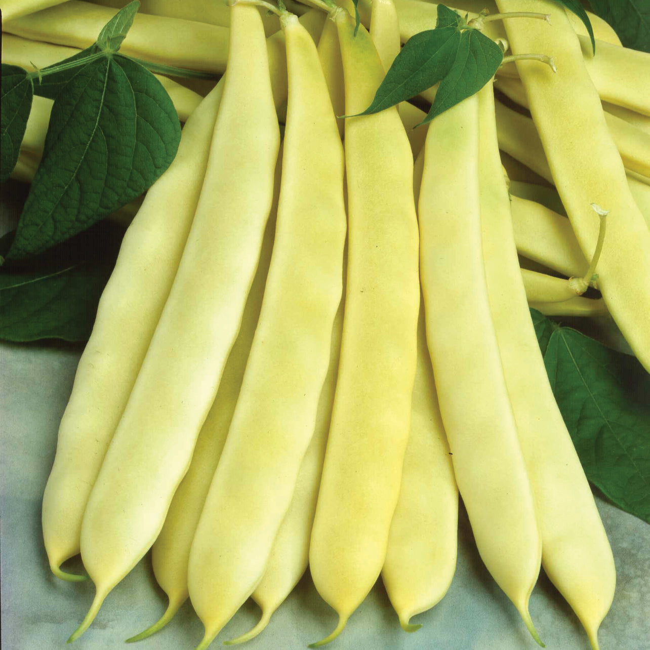 Capitano Bean Seed | SEED / 1 ounce | Territorial Seed
