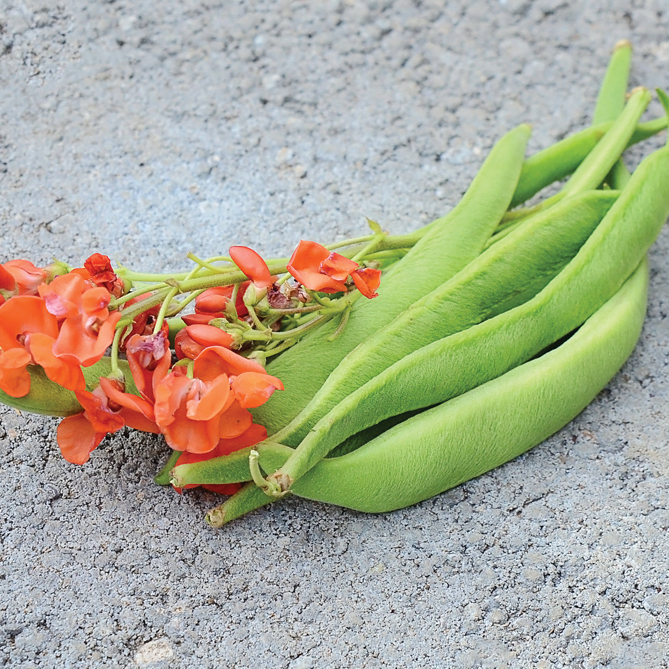 Scarlet Emperor Bean Seed | SEED / 1 ounce | Territorial Seed