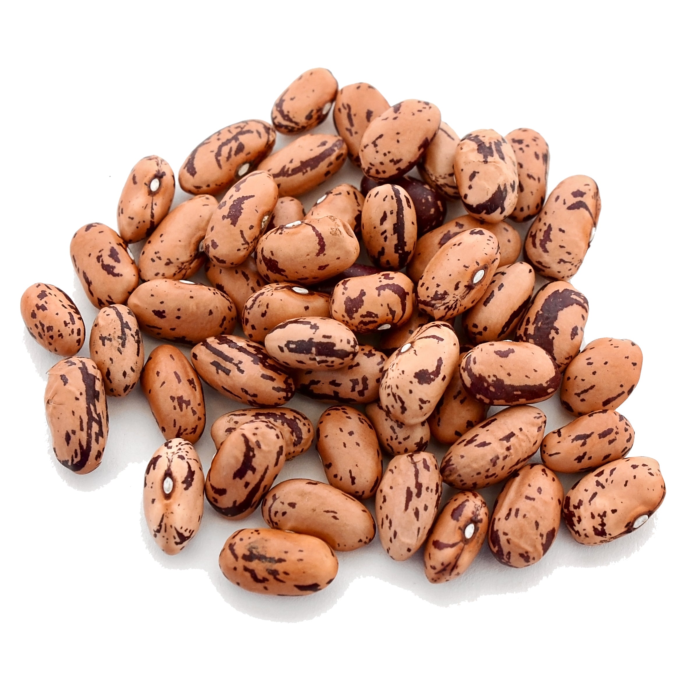 Bingo Bean Seed | Territorial Seed