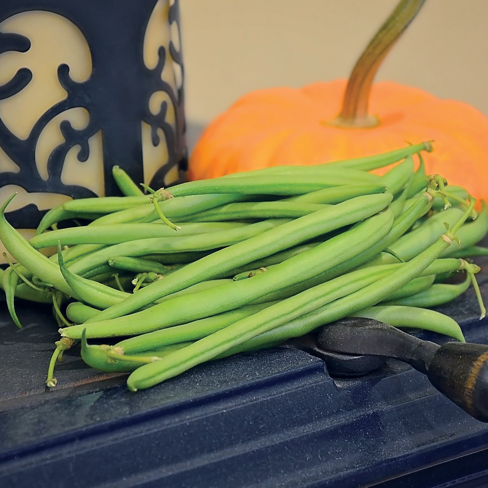 Mascotte Bean Seed | SEED / 1 ounce | Territorial Seed