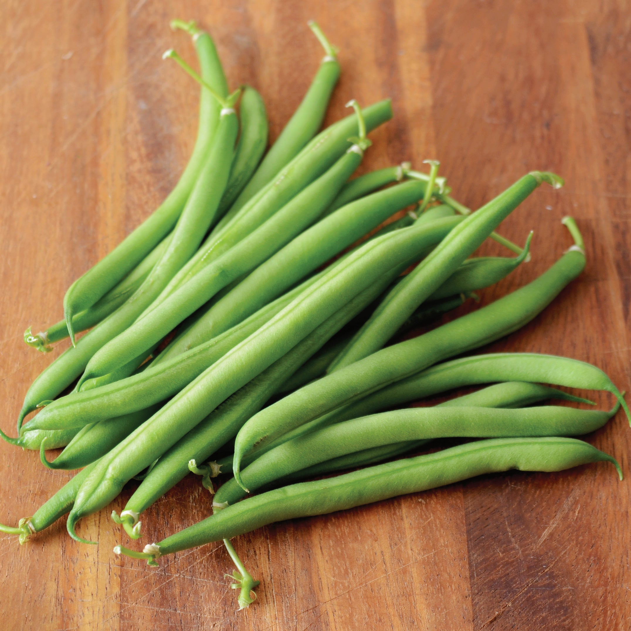 Antigua Bean Seed | SEED / 1 ounce | Territorial Seed