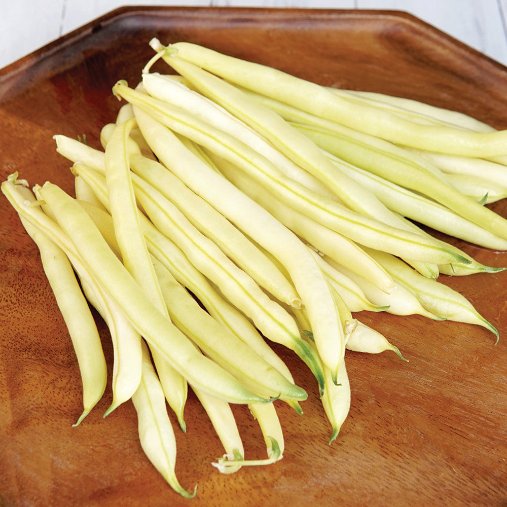 Gold Rush Wax Beans | SEED / 2 ounces | Territorial Seed