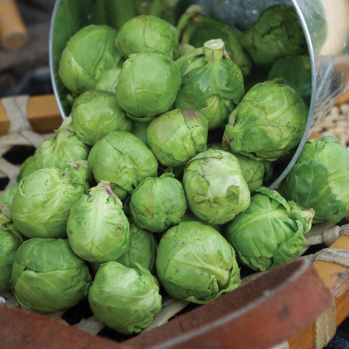 Franklin Brussels Sprouts Seed | SEED / 1/4 gram | Territorial Seed