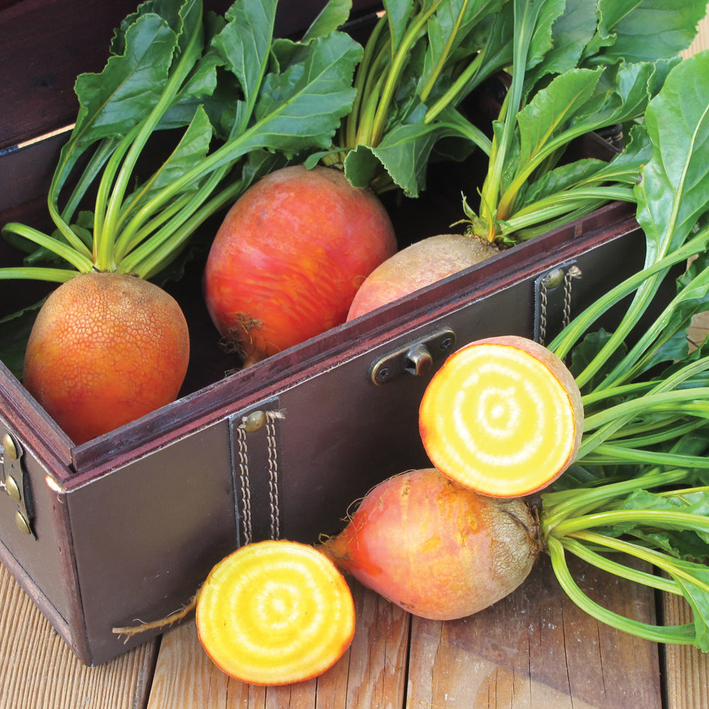 Touchstone Gold Beet Seed | SEED / 5 grams | Territorial Seed