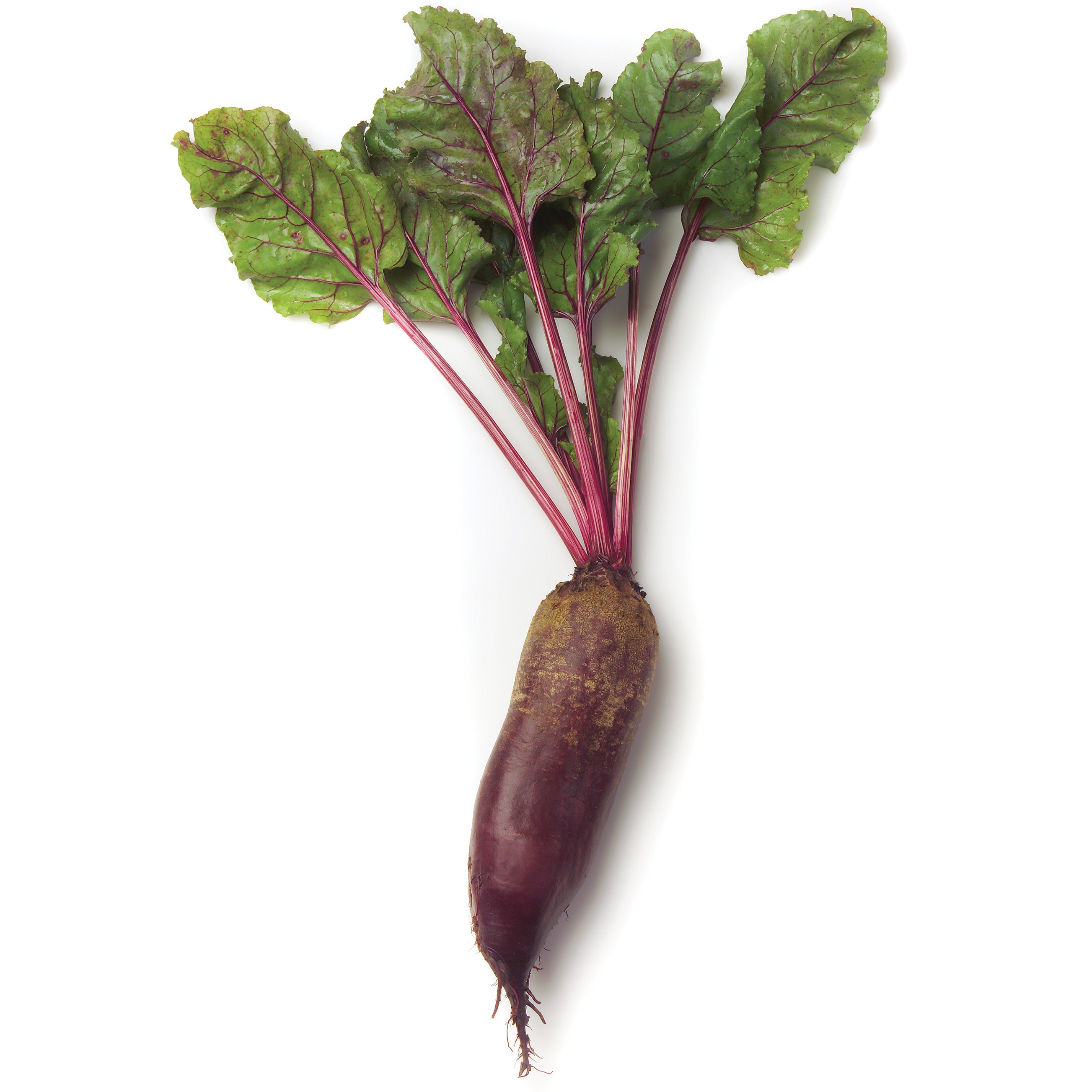 Carillon Beet Seed | Territorial Seed