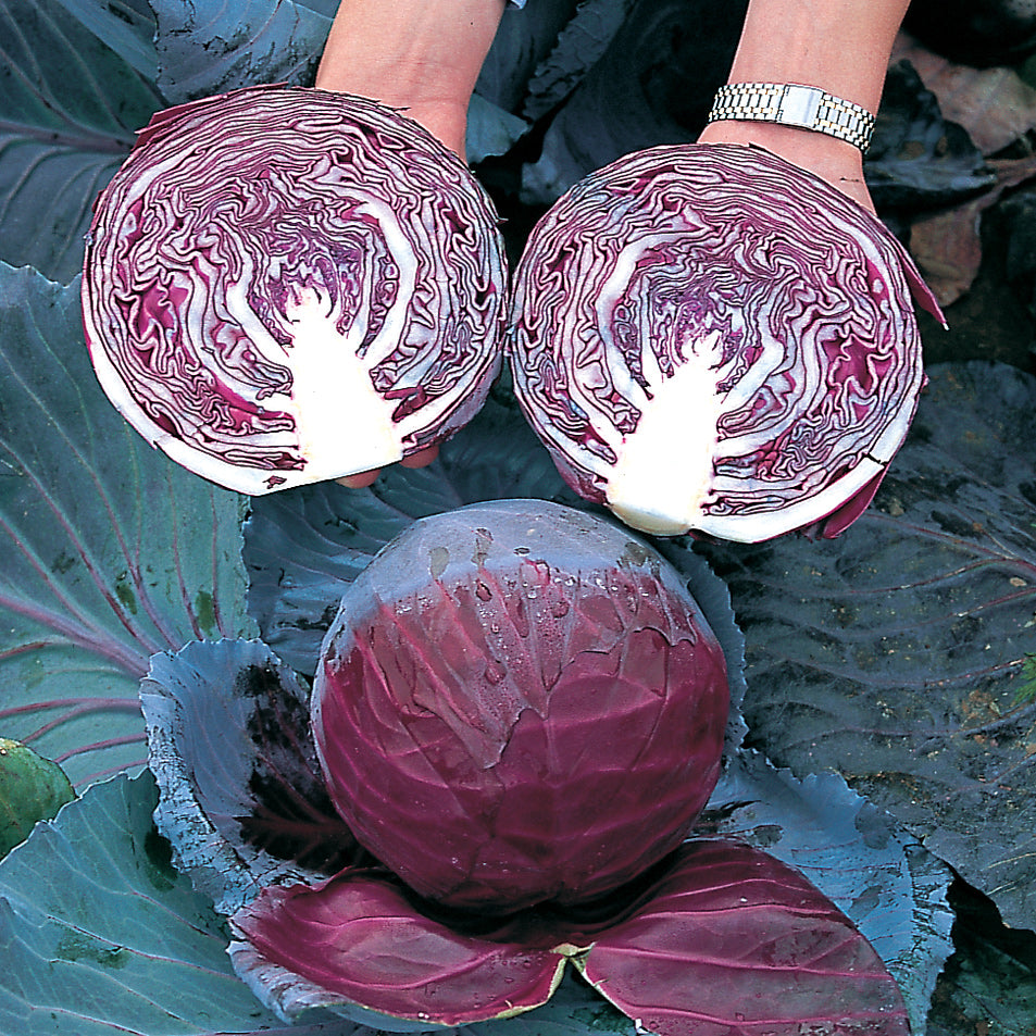 Primero Cabbage Organic | Territorial Seed