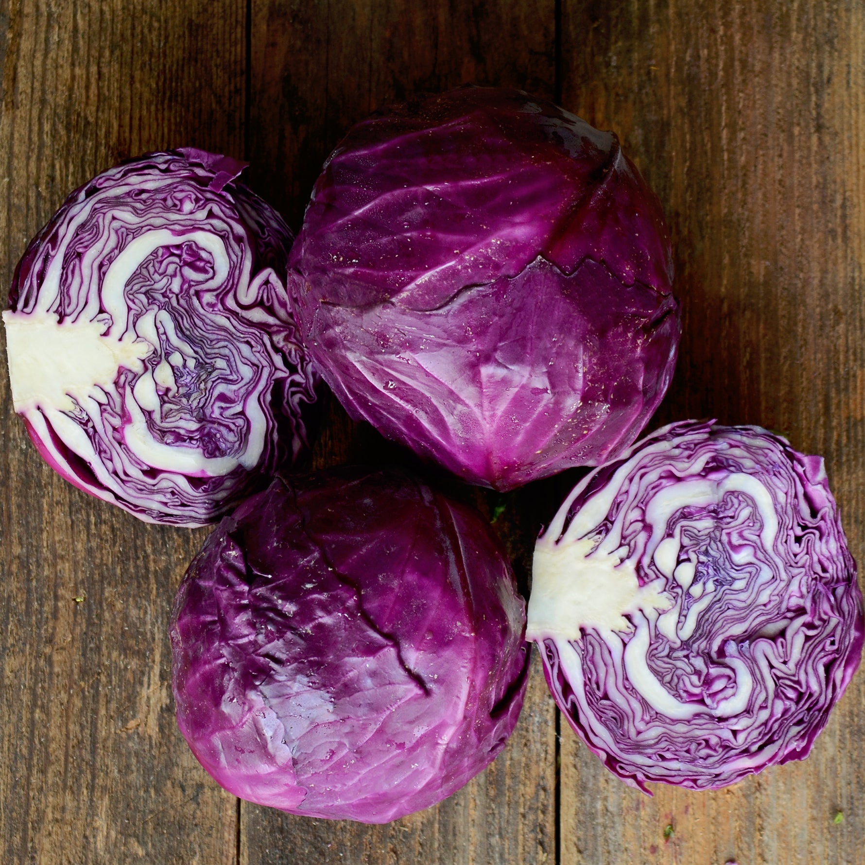 Ruby Ball Improved Cabbage Seed | SEED / 1/2 gram | Territorial Seed
