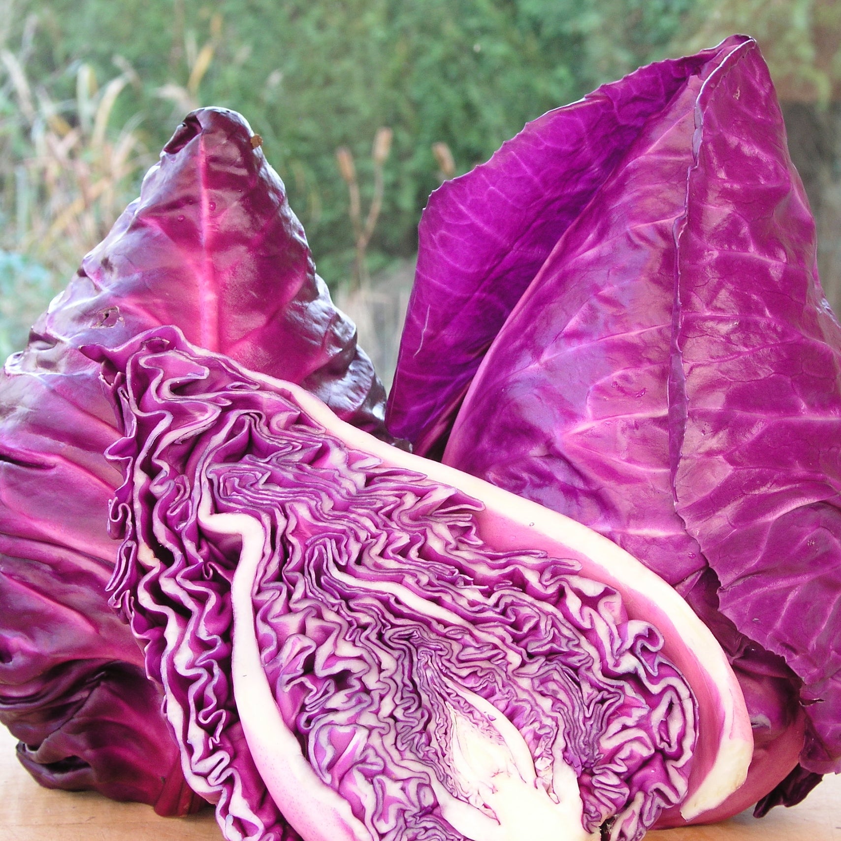 Kalibos Cabbage Seed | Territorial Seed