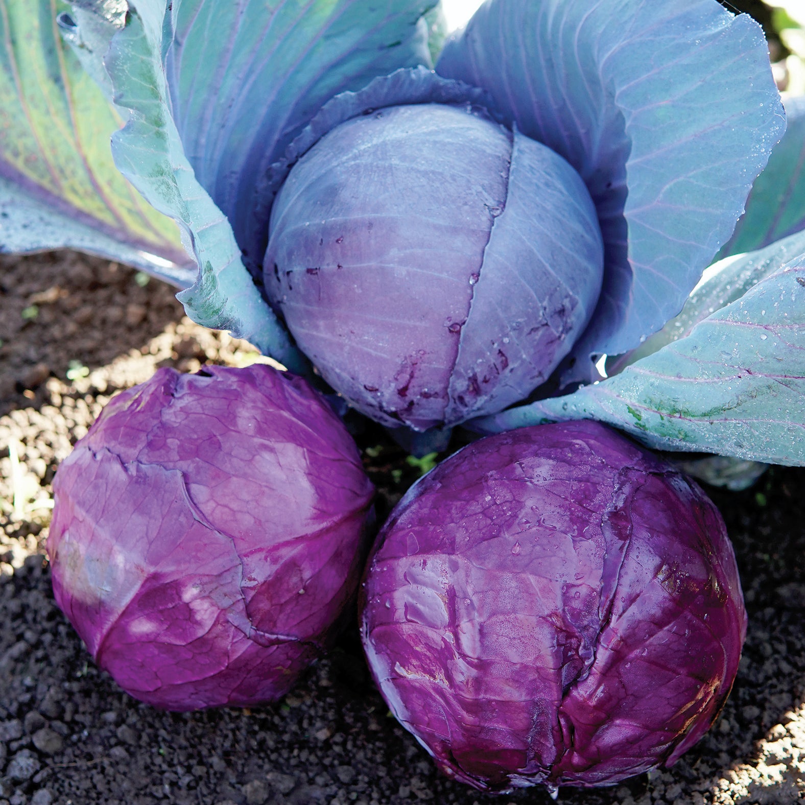Omero Cabbage Seed | SEED / 50 seeds | Territorial Seed