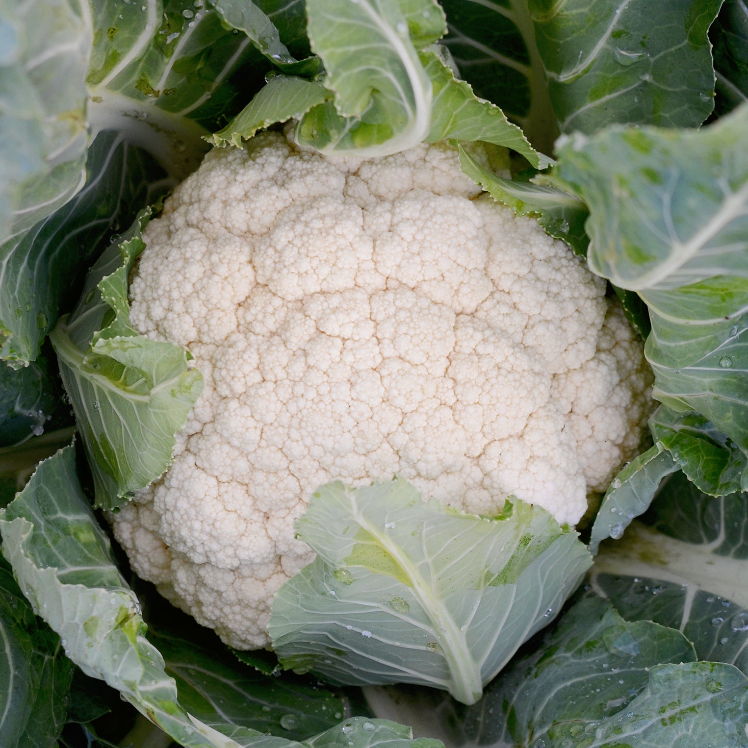 Skywalker Cauliflower Seed | ORGANIC SEED / 25 seeds | Territorial Seed