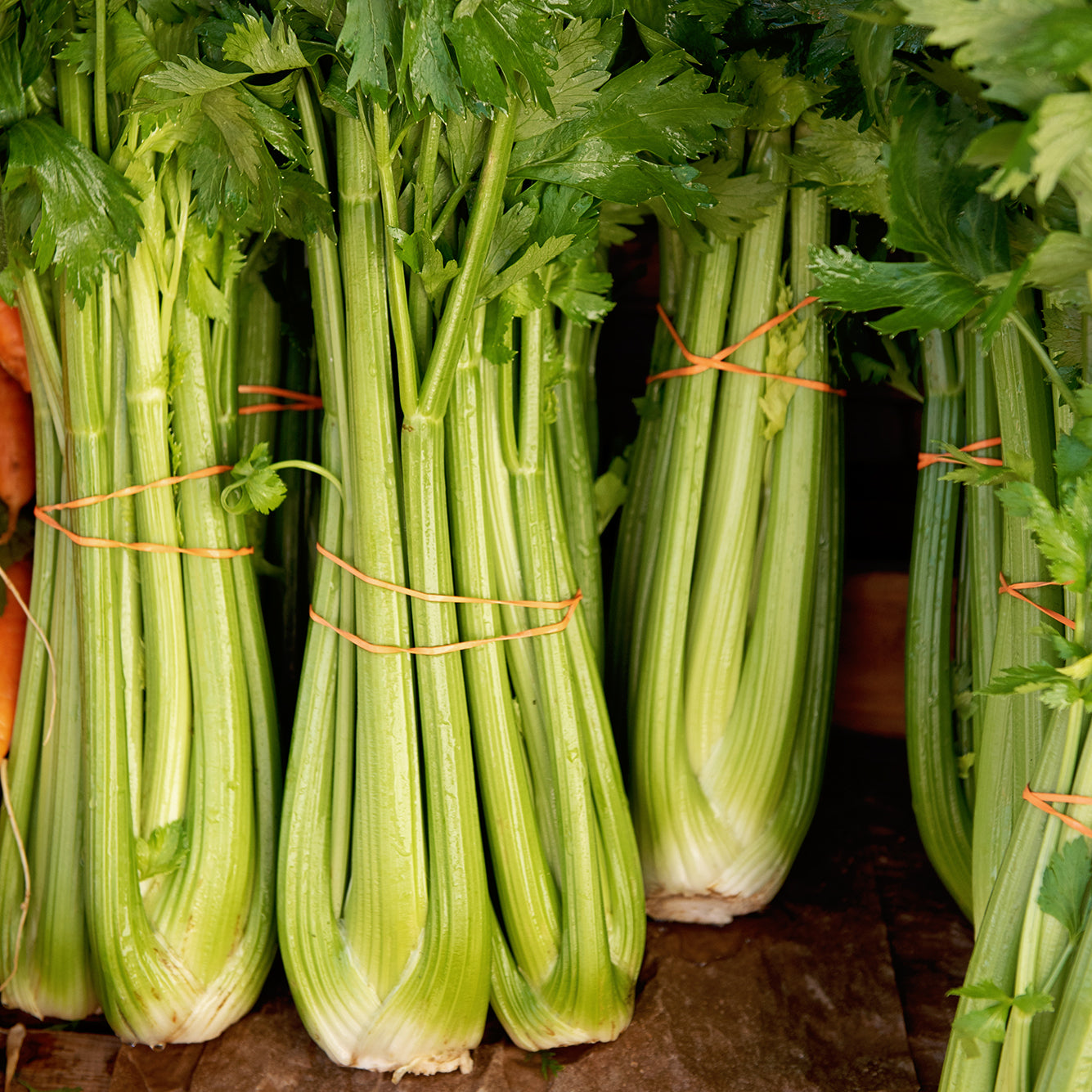 Tango Celery Seed | Territorial Seed