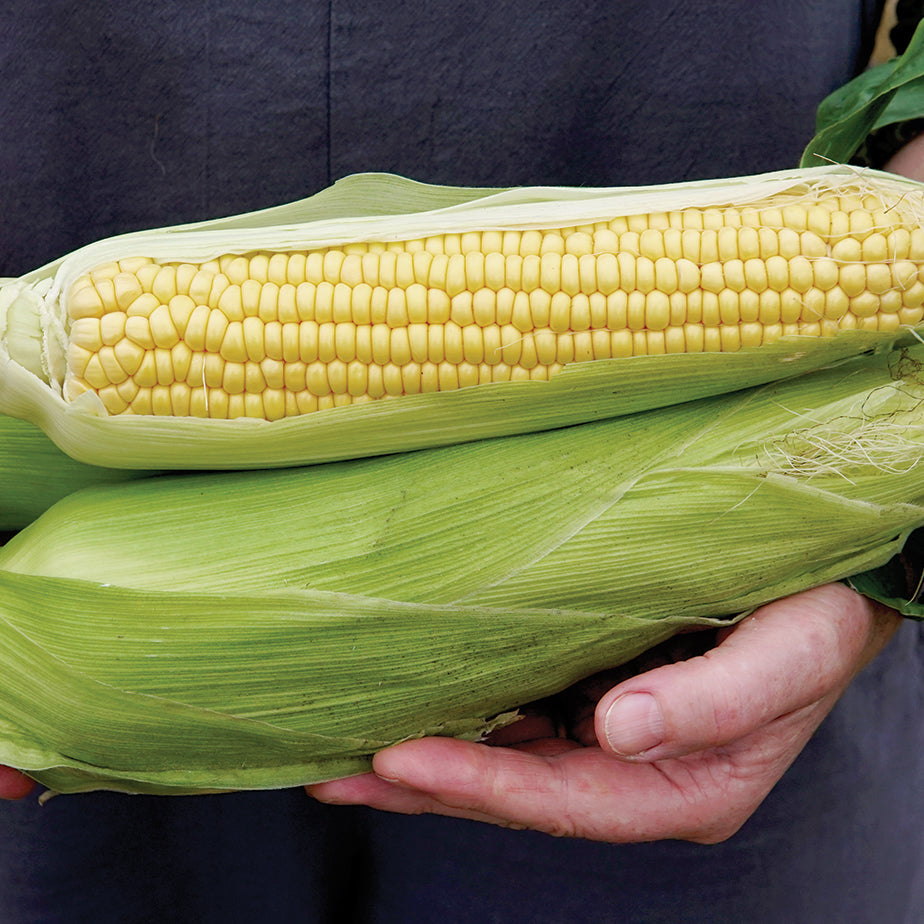 Damaun Corn Organic Seed | Territorial Seed