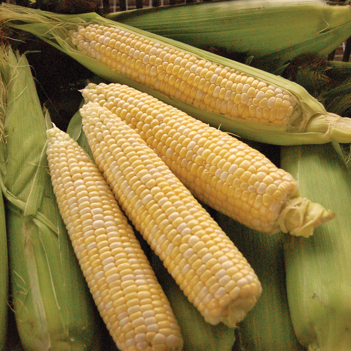 My Fair Lady corn seed - Territorial Seed Company | ORGANIC SEED / 100 ...