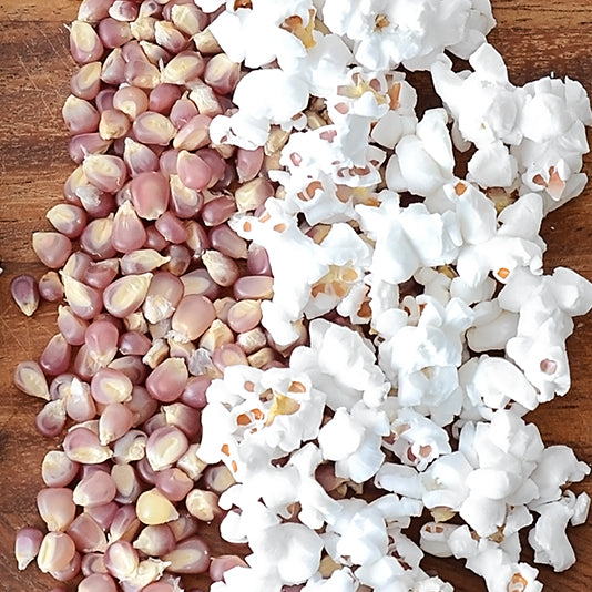 Early Pink Corn Seed | Territorial Seed