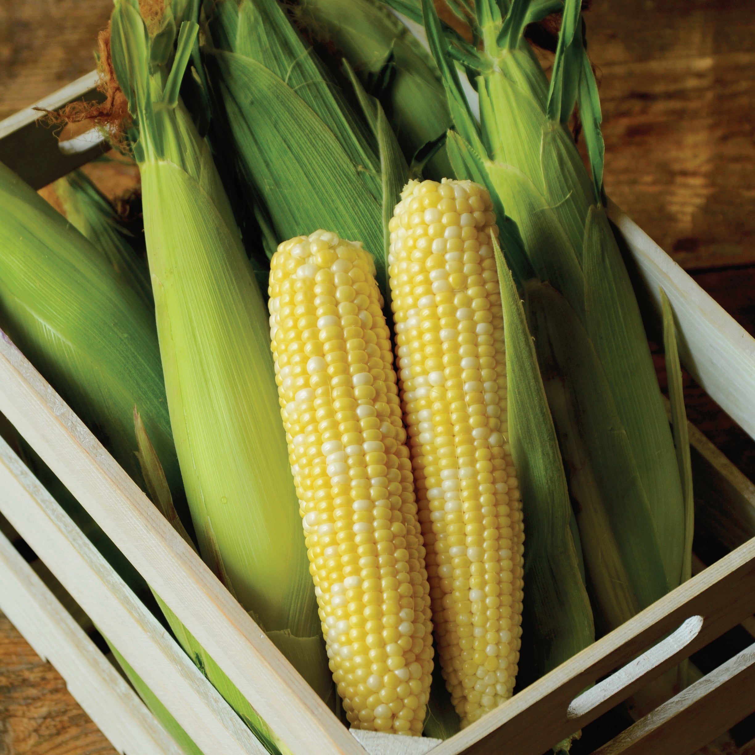 Allure Corn Seed | SEED / 1 ounce | Territorial Seed