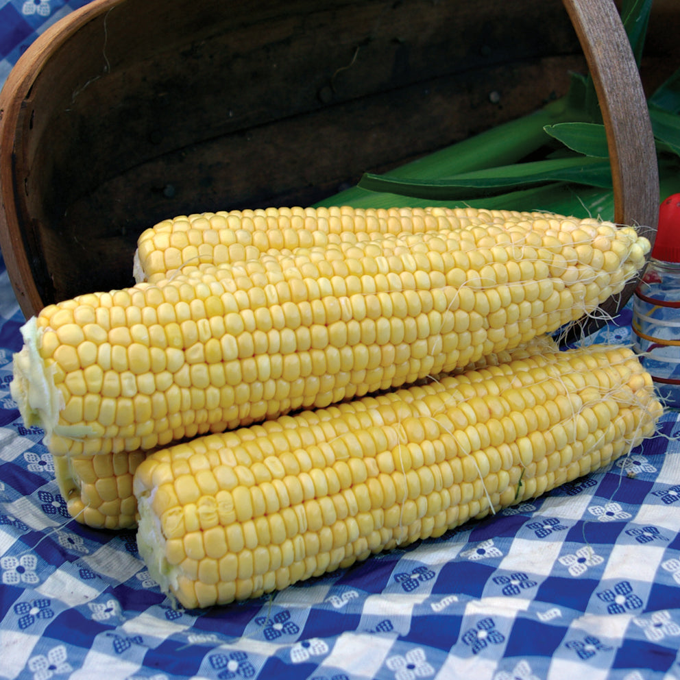 Supersweet Jubilee Corn Seed | SEED / 2 ounces | Territorial Seed