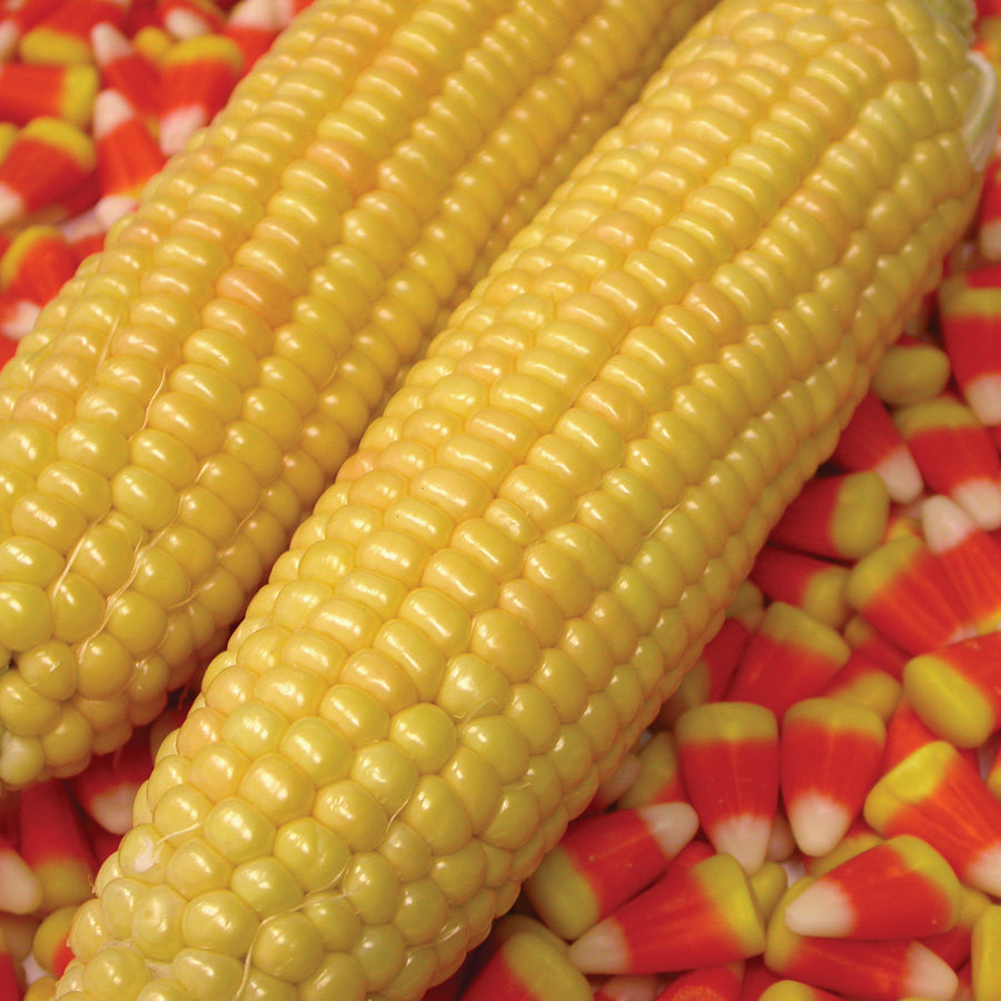 Kandy Korn Corn Seed | Territorial Seed