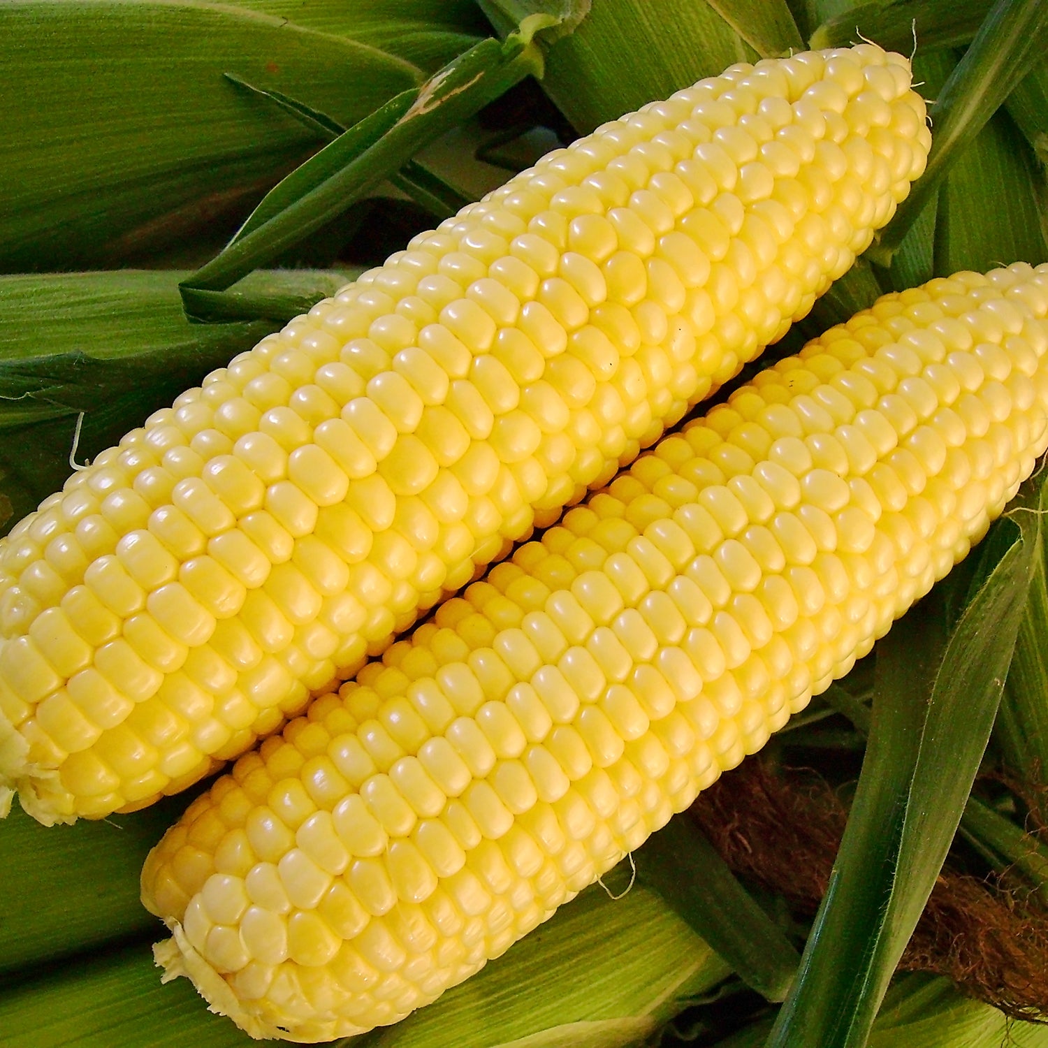 Inferno Corn Seed | SEED / 1 ounce | Territorial Seed