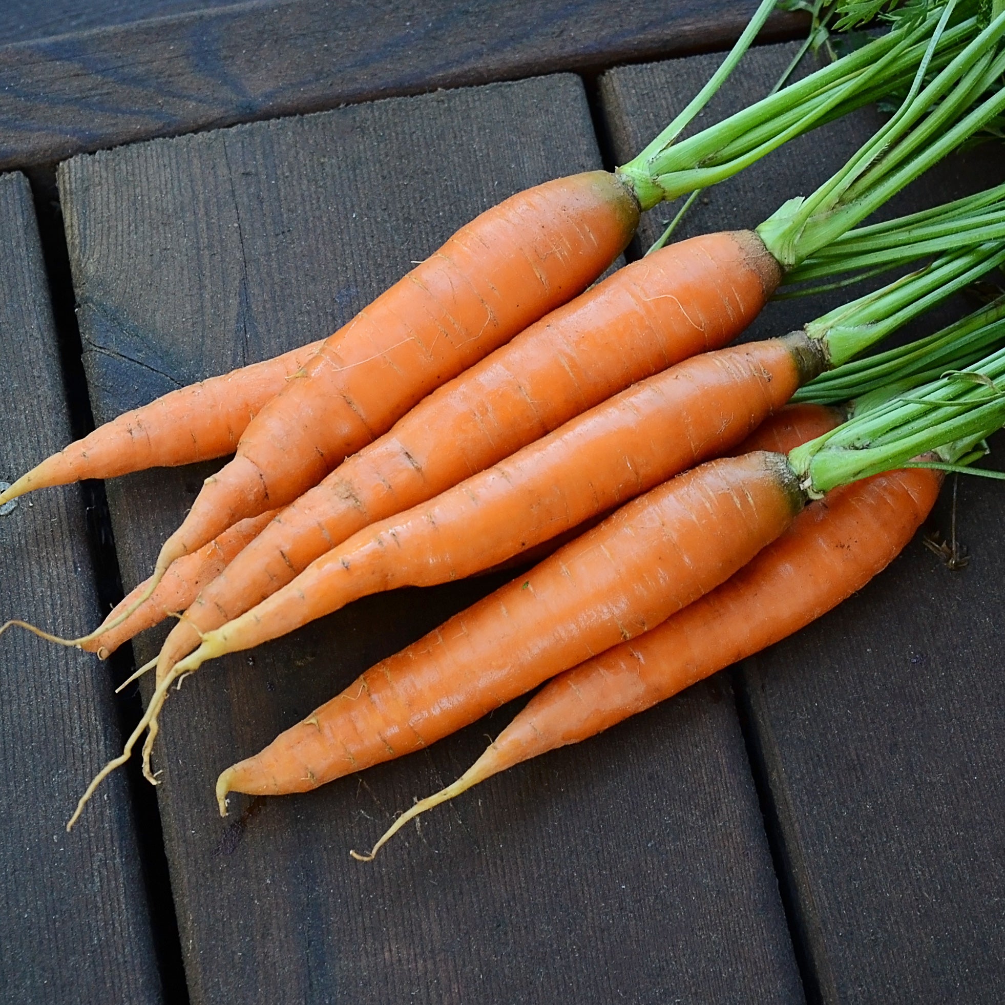 Romance Carrot Seed | SEED / 1 gram | Territorial Seed