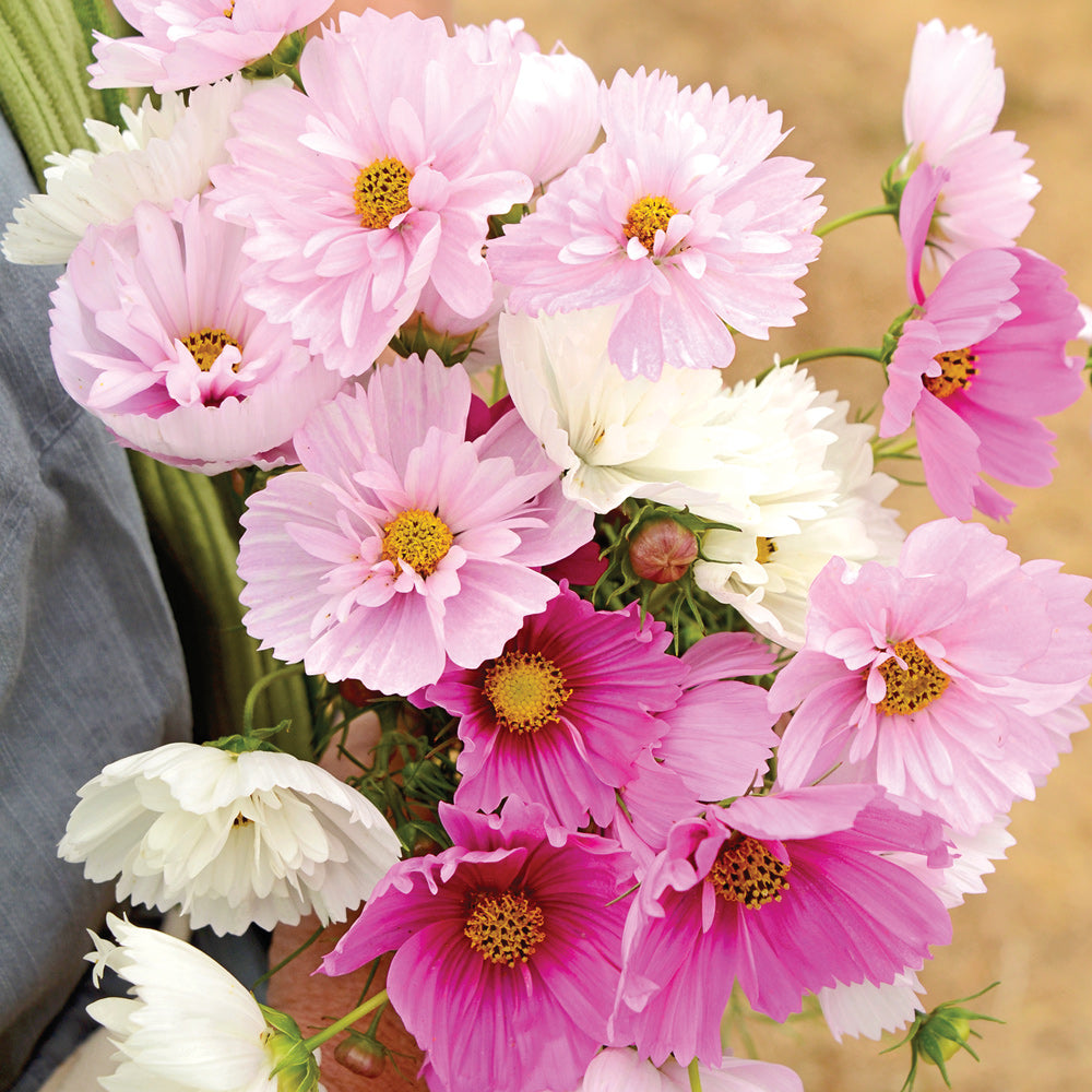 Cupcakes Cosmo Flower Organic Seed | ORGANIC SEED / 50 seeds ...