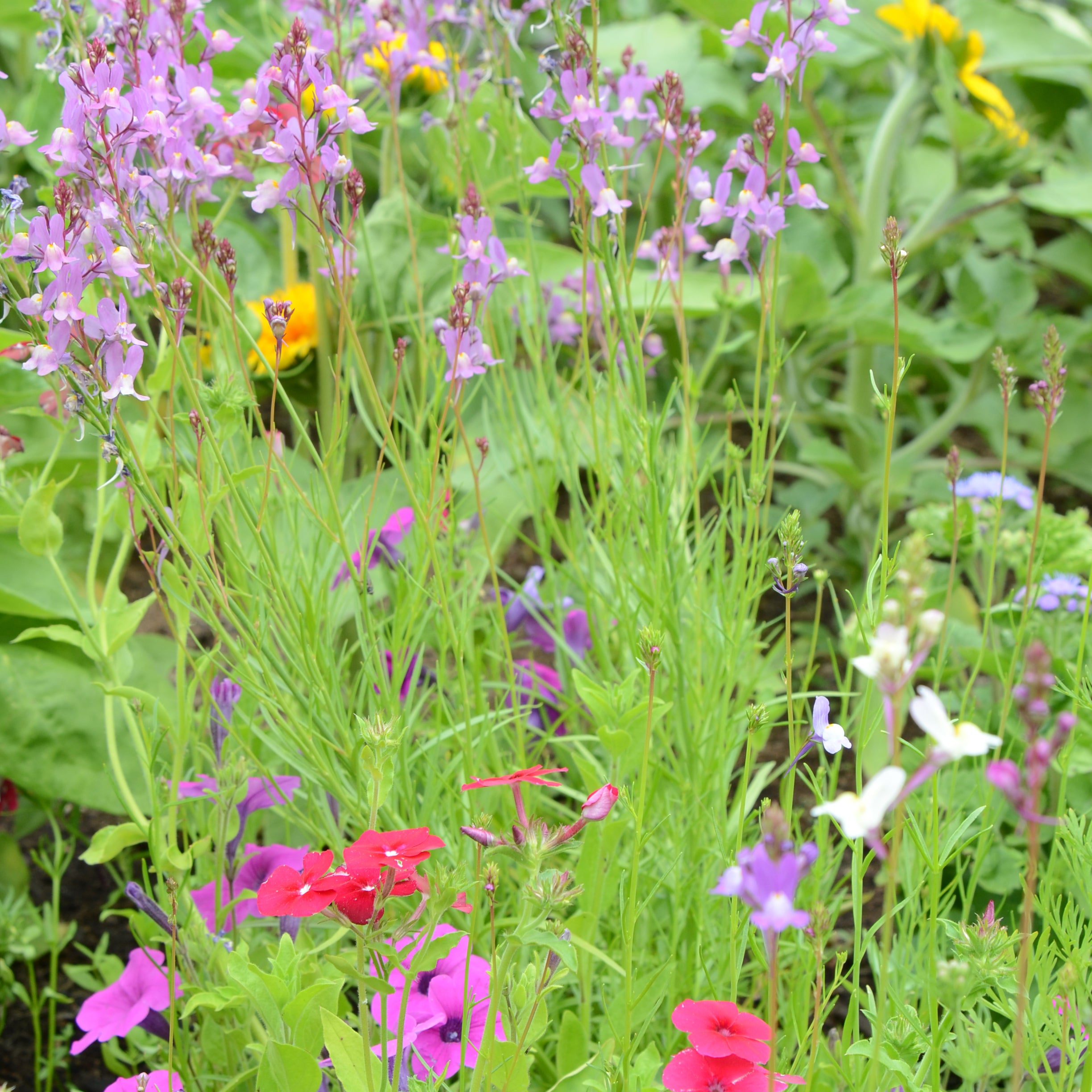 Hummingbird Mix Mix Seed | Territorial Seed