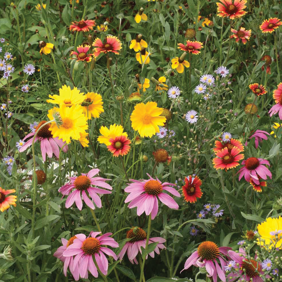 Bee Feed Mix Mix Seed | SEED / 2 grams | Territorial Seed