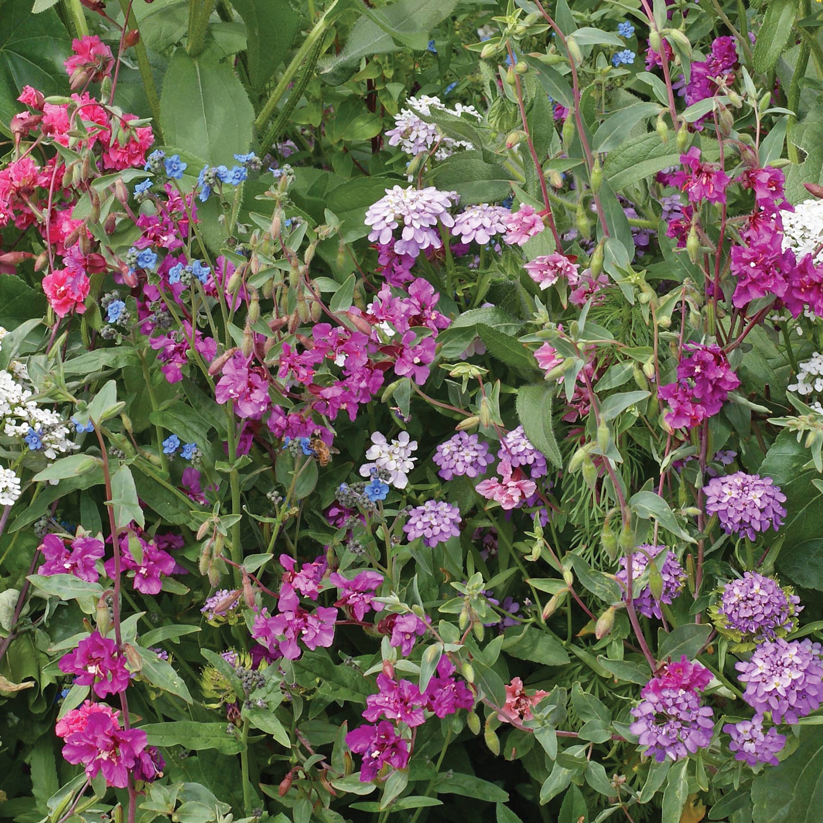 Shade Mix Mix Seed | SEED / 2 grams | Territorial Seed