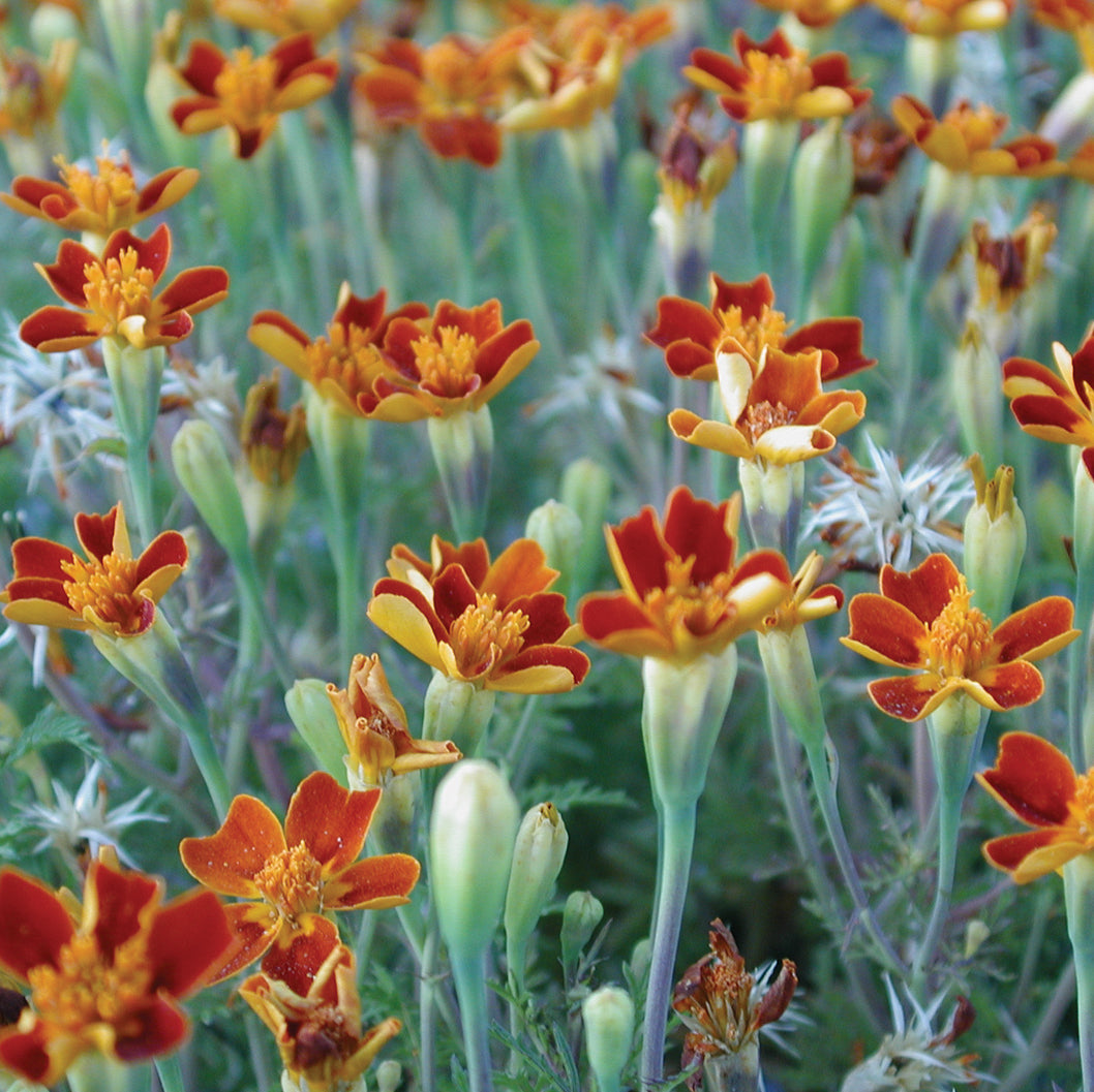 Red Gem Marigold Seed | SEED / 1/8 ounce | Territorial Seed