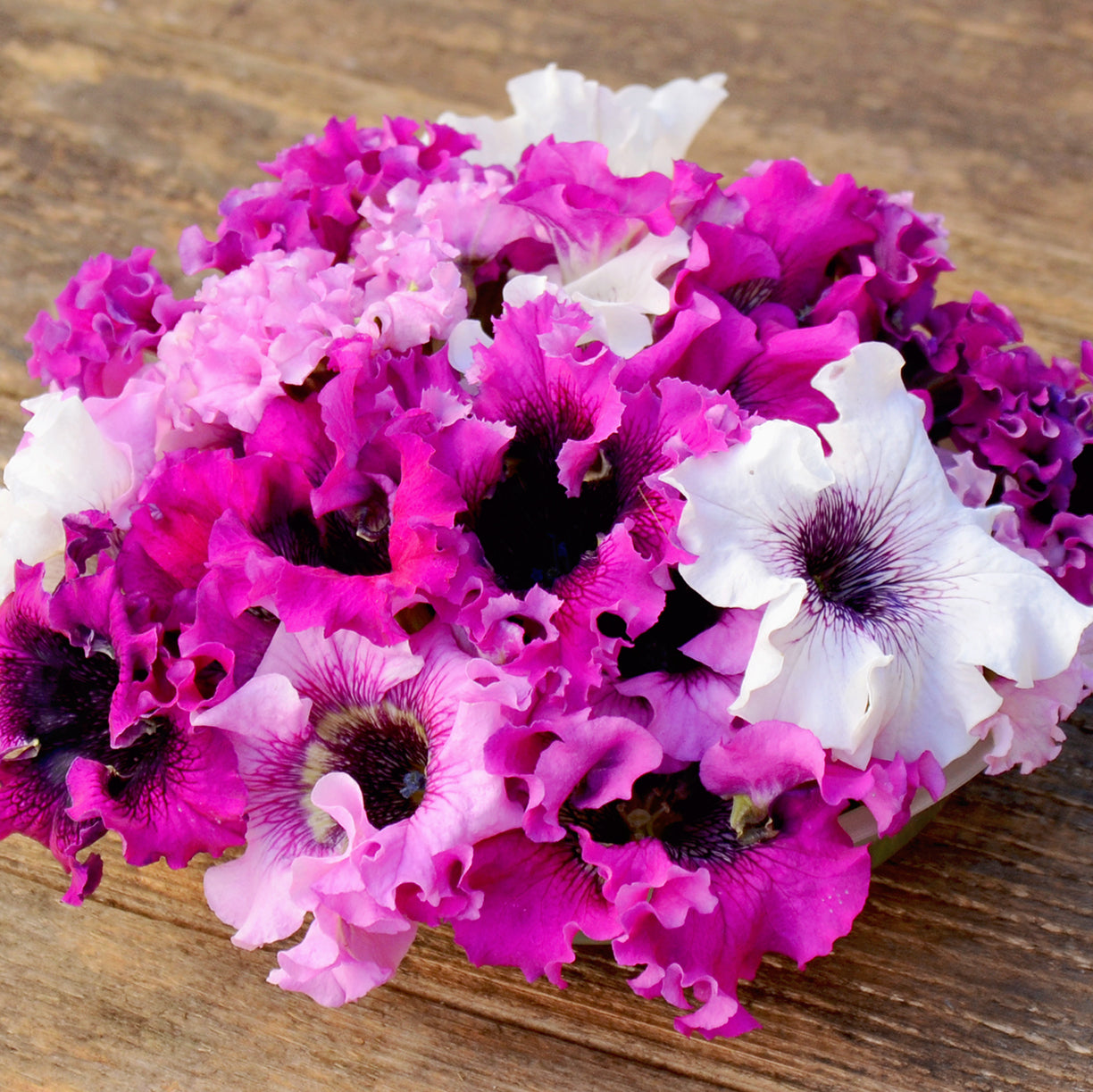 Loopytunia Mix Petunia Seed | SEED / 30 seeds | Territorial Seed