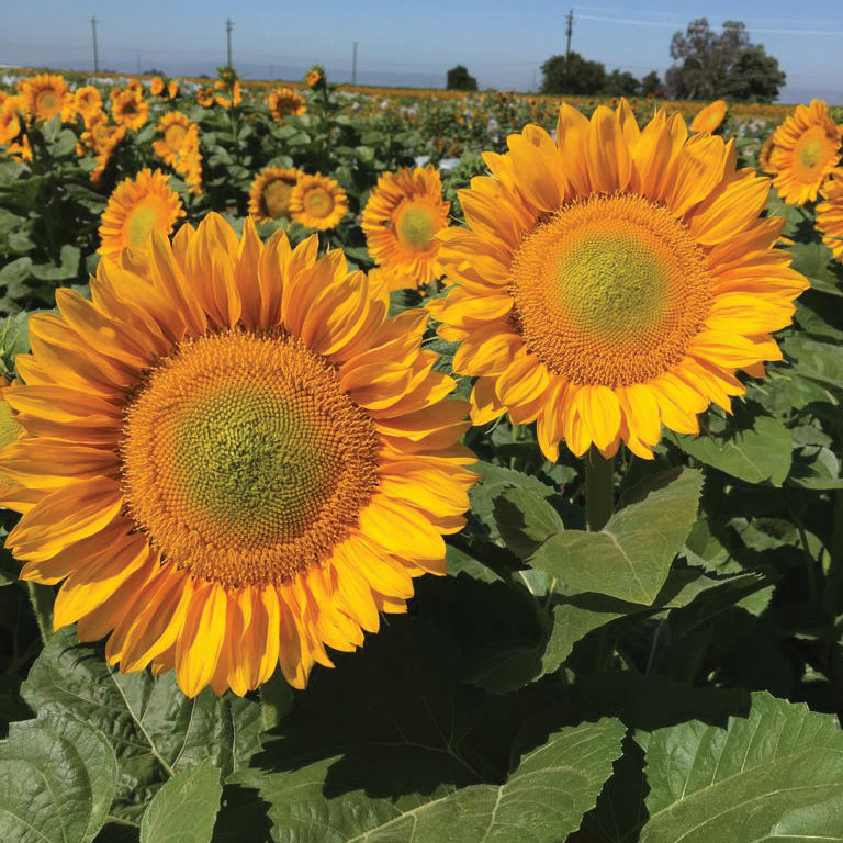 Procut® Gold Lite Sunflower | Territorial Seed