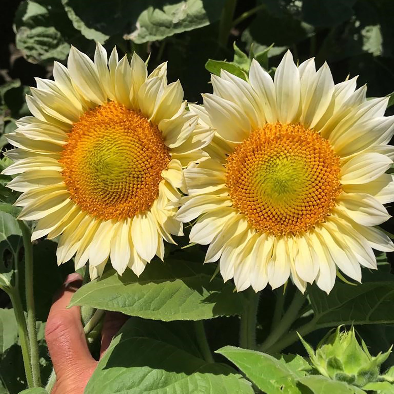 Procutâ® White Lite Sunflower Seed | SEED / 50 seeds | Territorial Seed