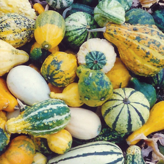 Ornamental Gourds -Small Gourd Seed | SEED / 5 grams | Territorial Seed