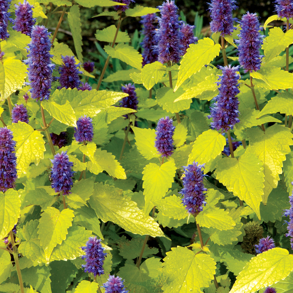 Agastache Golden Jubilee
