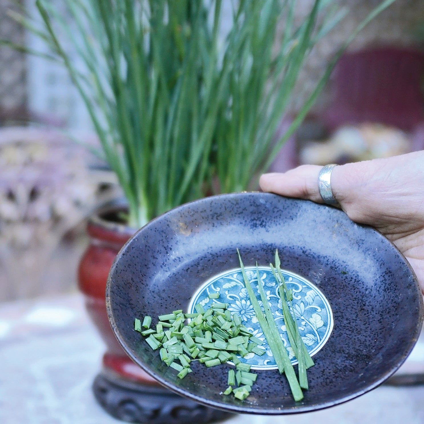 Geisha Garlic Chives Seed | SEED / 1/2 gram | Territorial Seed