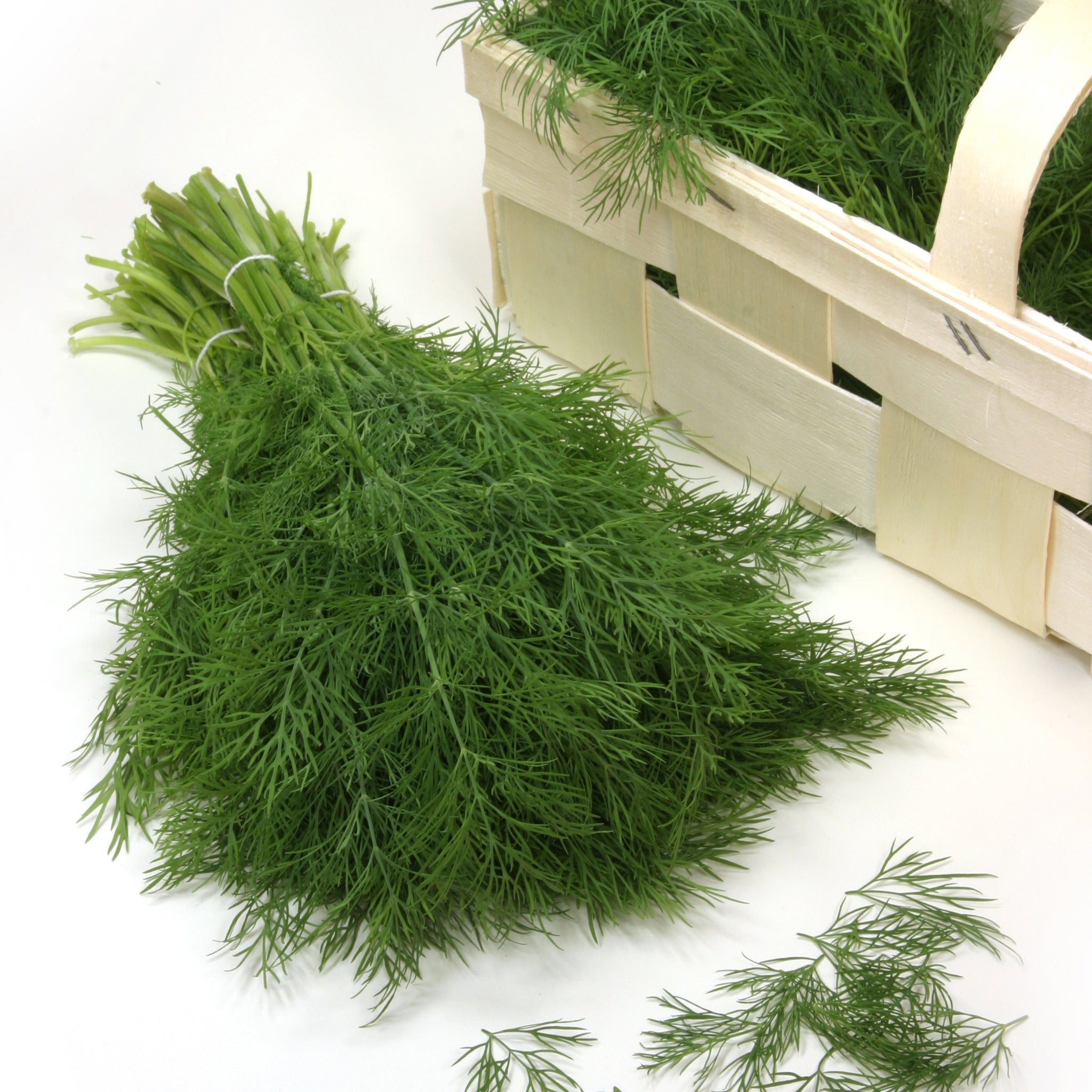 Hera Dill Seed | ORGANIC SEED / 2 grams | Territorial Seed