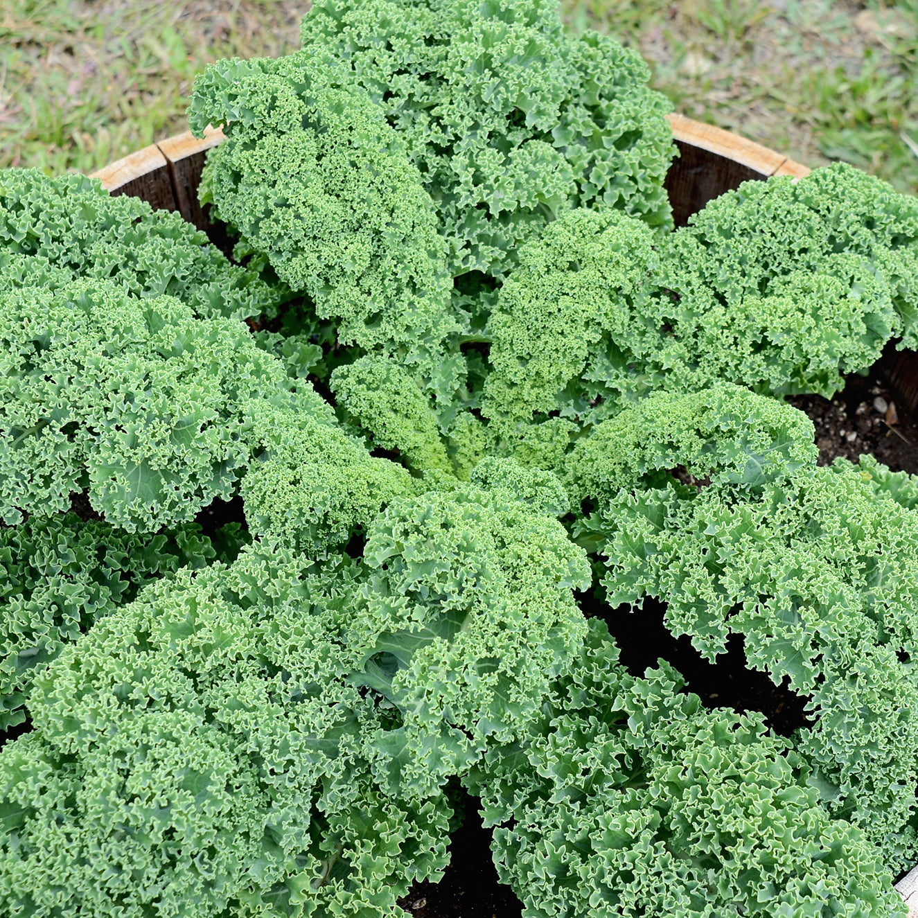 Prizm Kale Seed | Territorial Seed