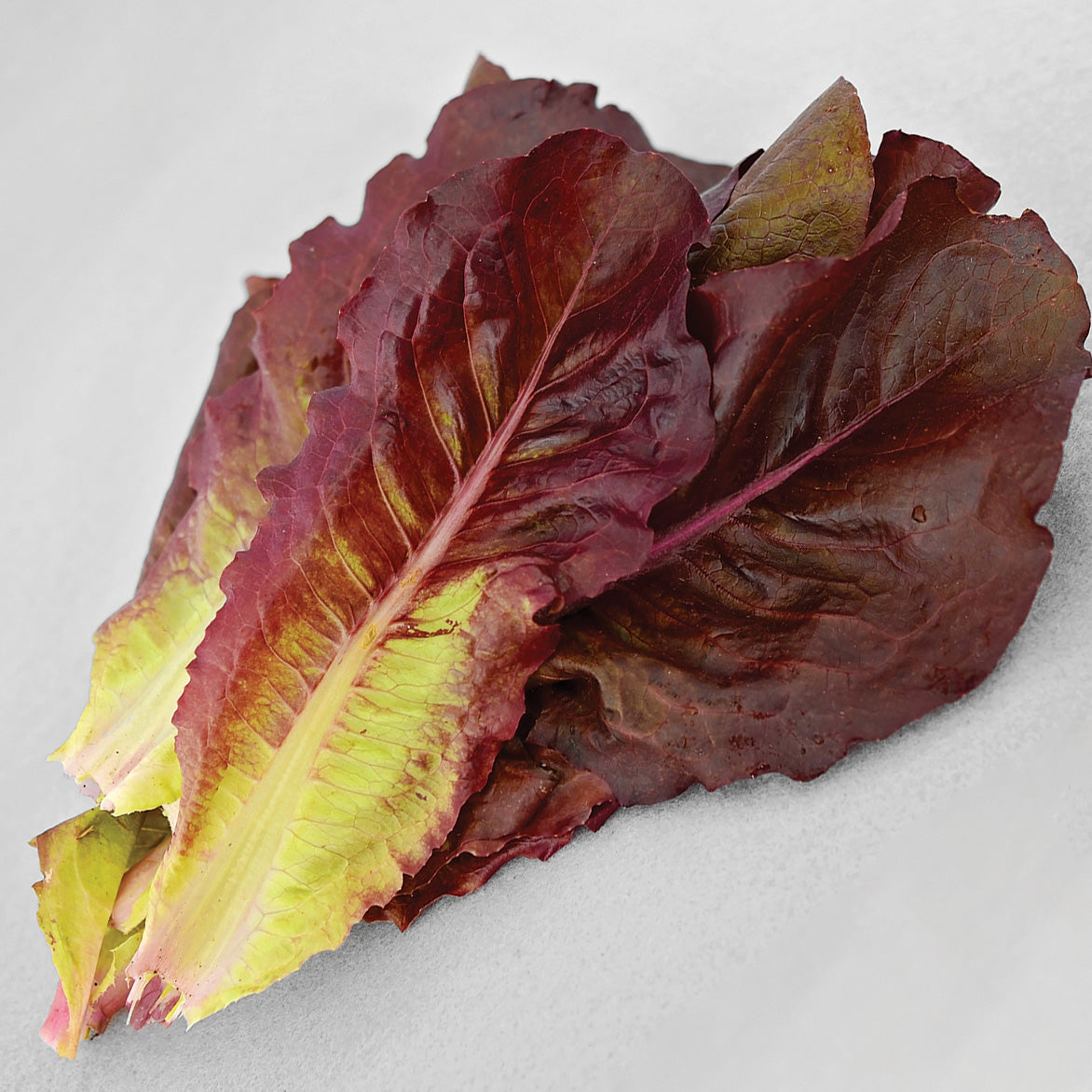 Devil'S Tongue Lettuce Seed | ORGANIC SEED / 1/2 gram | Territorial Seed