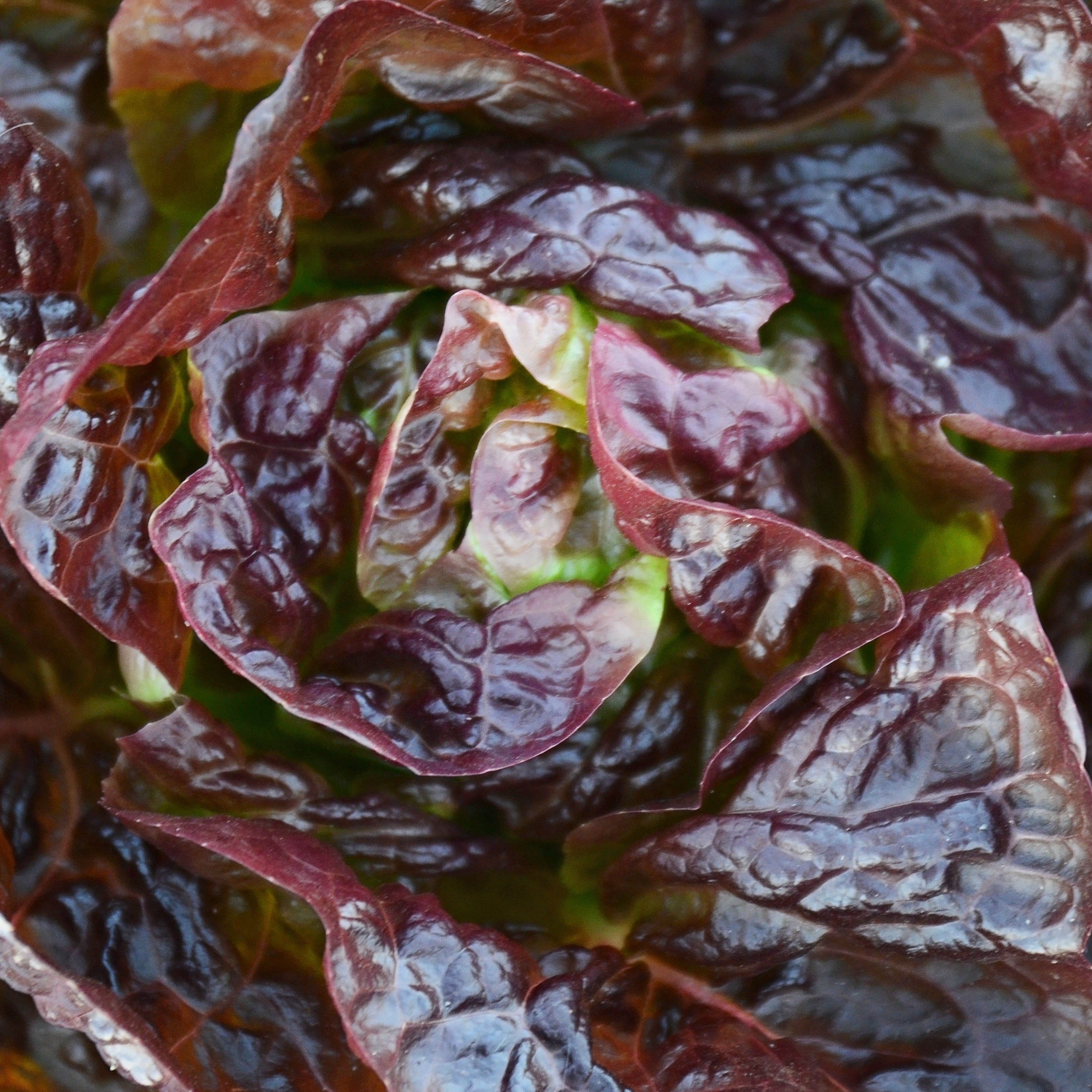Alkindus Lettuce Seed | ORGANIC SEED / 1/4 gram | Territorial Seed