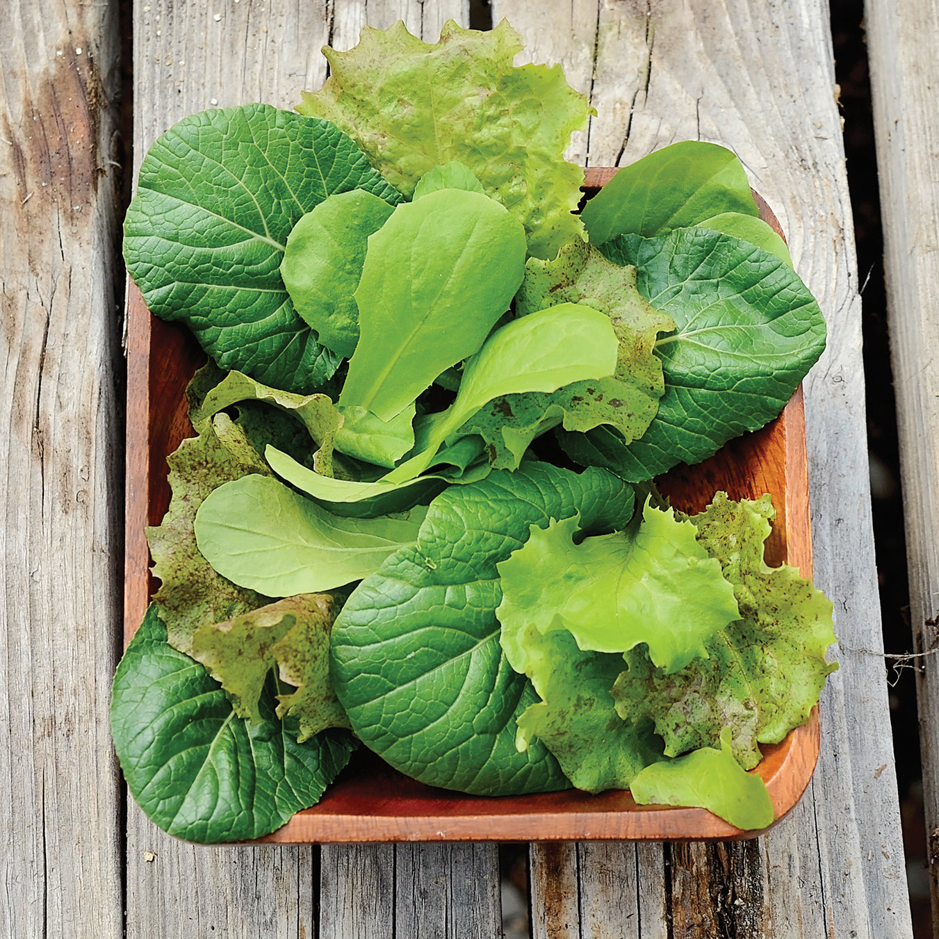 Tangy Mesclun Blend Gourmet Seed | SEED / 4 grams | Territorial Seed