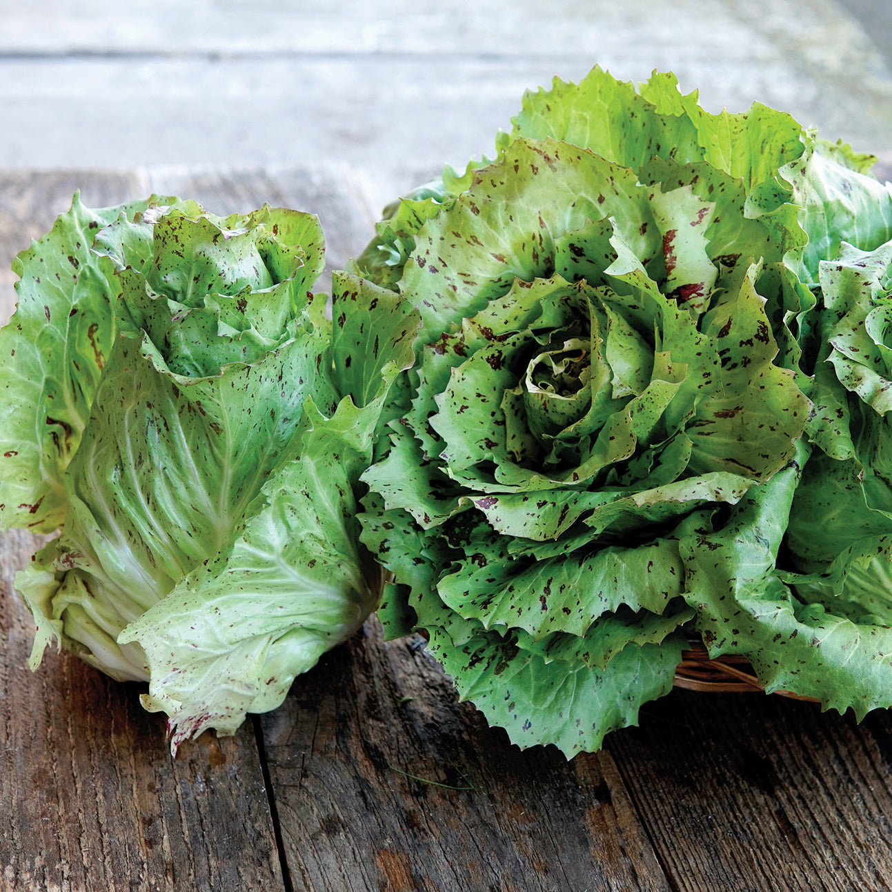 Fenice Castelfranco Radicchio Seed | ORGANIC SEED / 1/4 gram ...