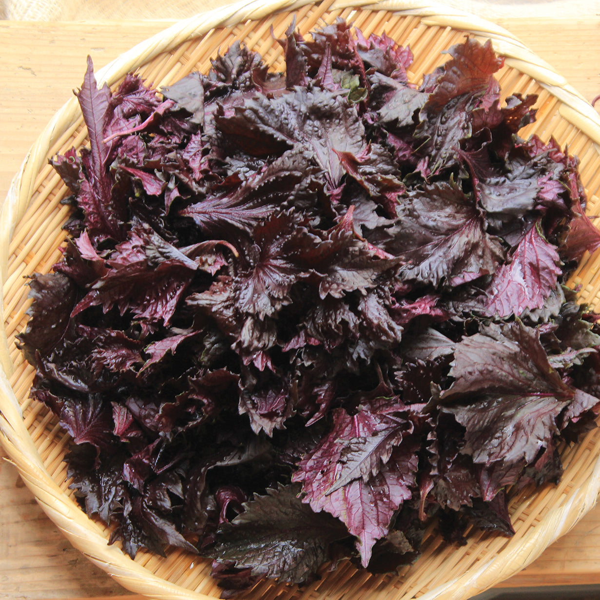 Red Perilla Shiso/Beefsteak | Territorial Seed
