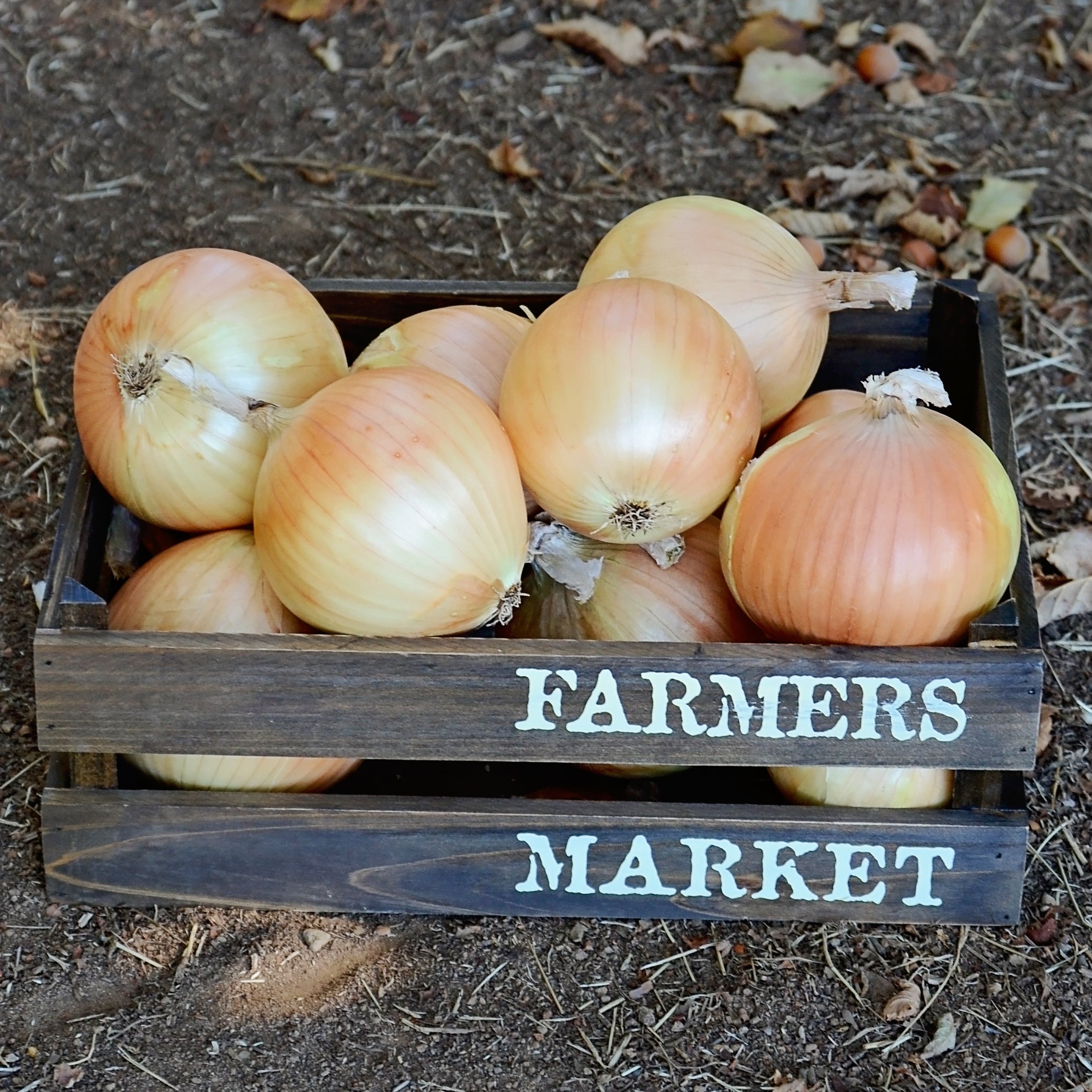 Expression Onion Seed | SEED / 1,000 seeds | Territorial Seed