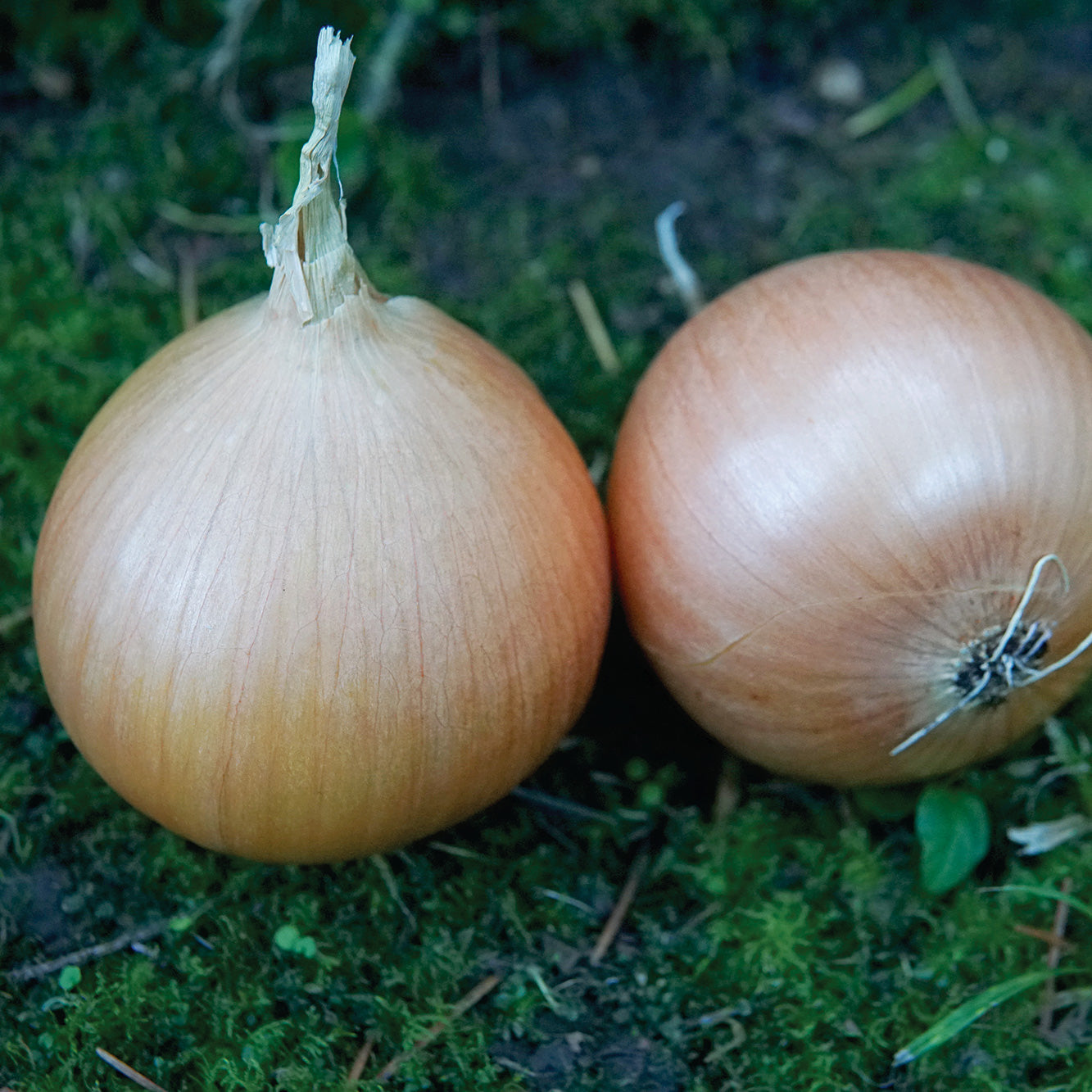 Oneida Onion Seed | Territorial Seed