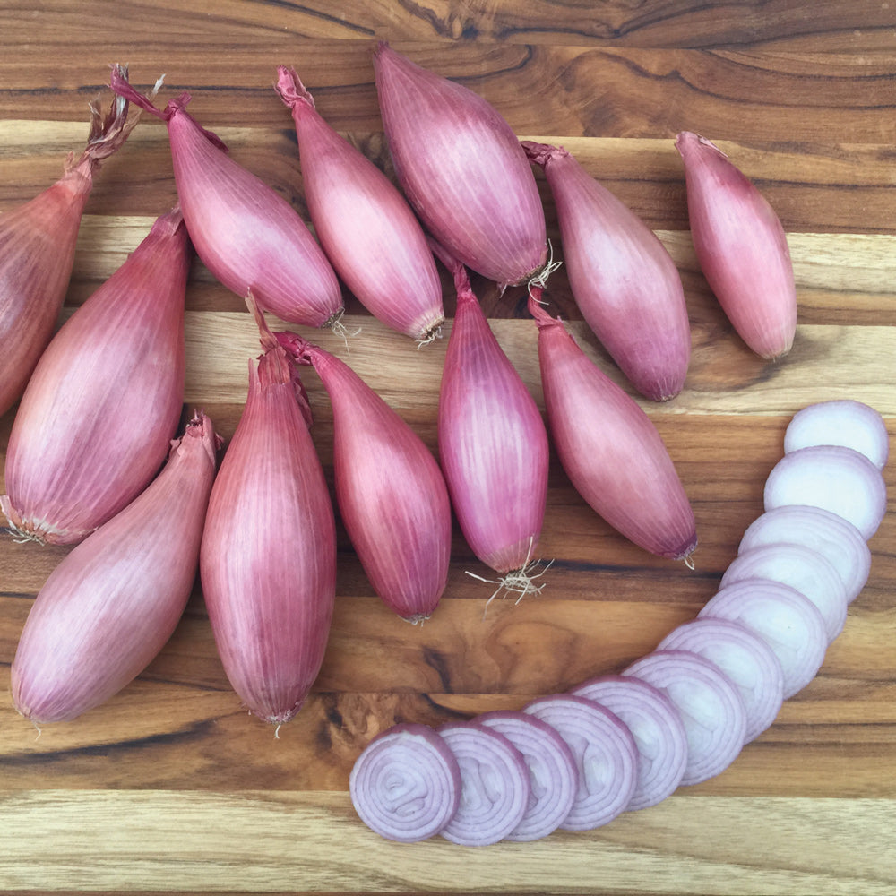 Crème Brûlée Onion Seed | SEED / 1/2 gram | Territorial Seed