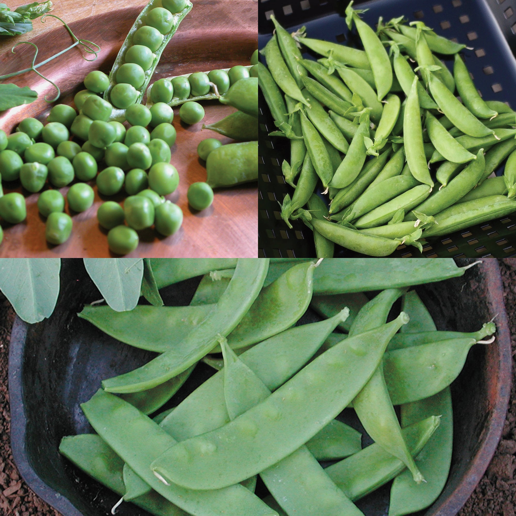Pea-Ples Choice Pea Seed | SEED / 9 ounces | Territorial Seed