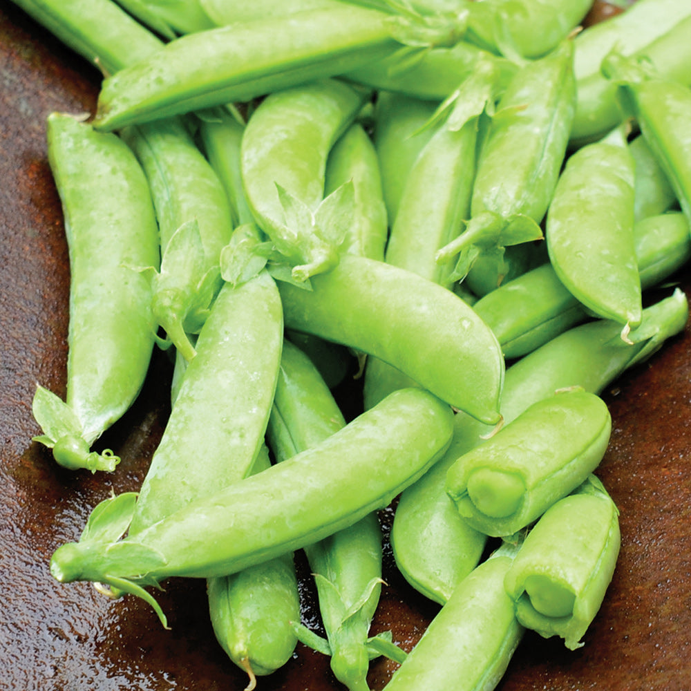 Nairobi Snap Pea | SEED / 1 ounce | Territorial Seed