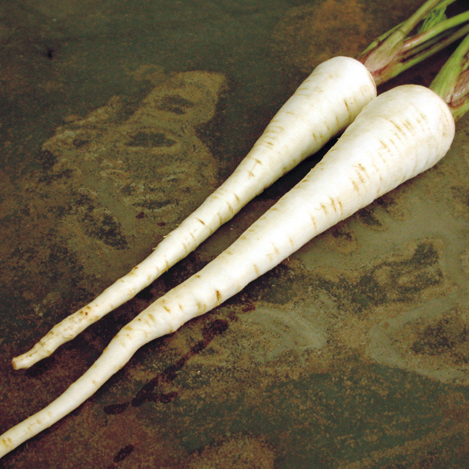 Gladiator Parsnip Seed | SEED / 2 grams | Territorial Seed