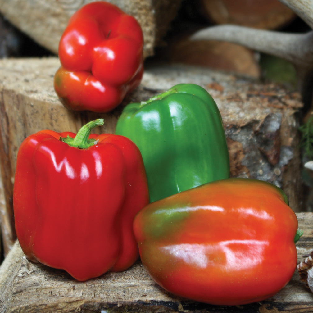 Wonder Bell Pepper Seed | SEED / 25 seeds | Territorial Seed