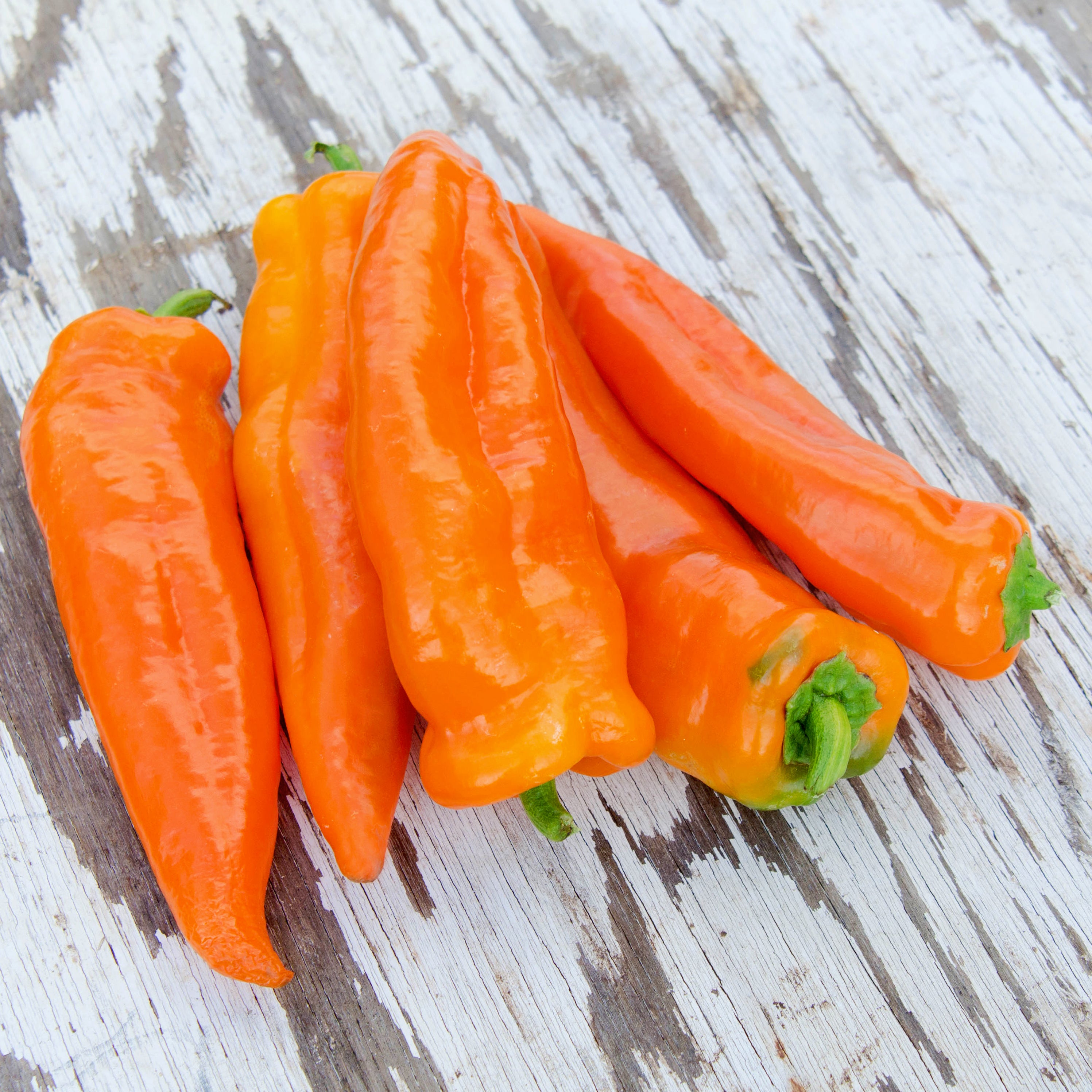 Oranos Pepper Seed | ORGANIC SEED / 10 seeds | Territorial Seed
