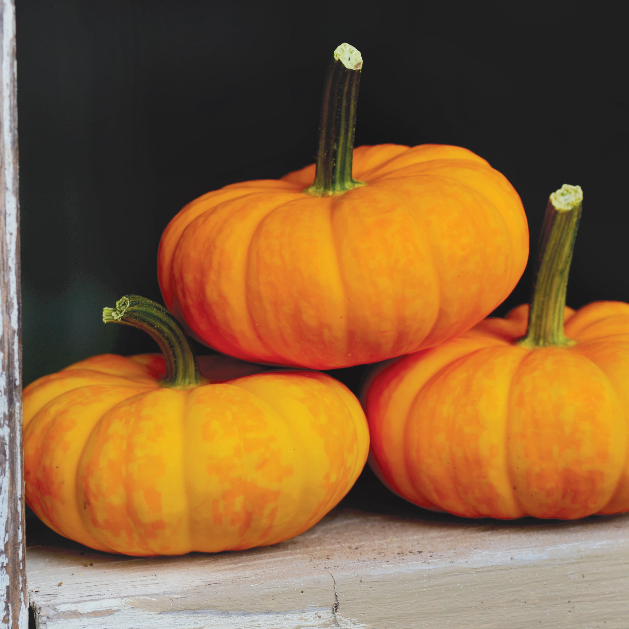 Jill Be Little Pumpkin Seed | SEED / 1 ounce | Territorial Seed